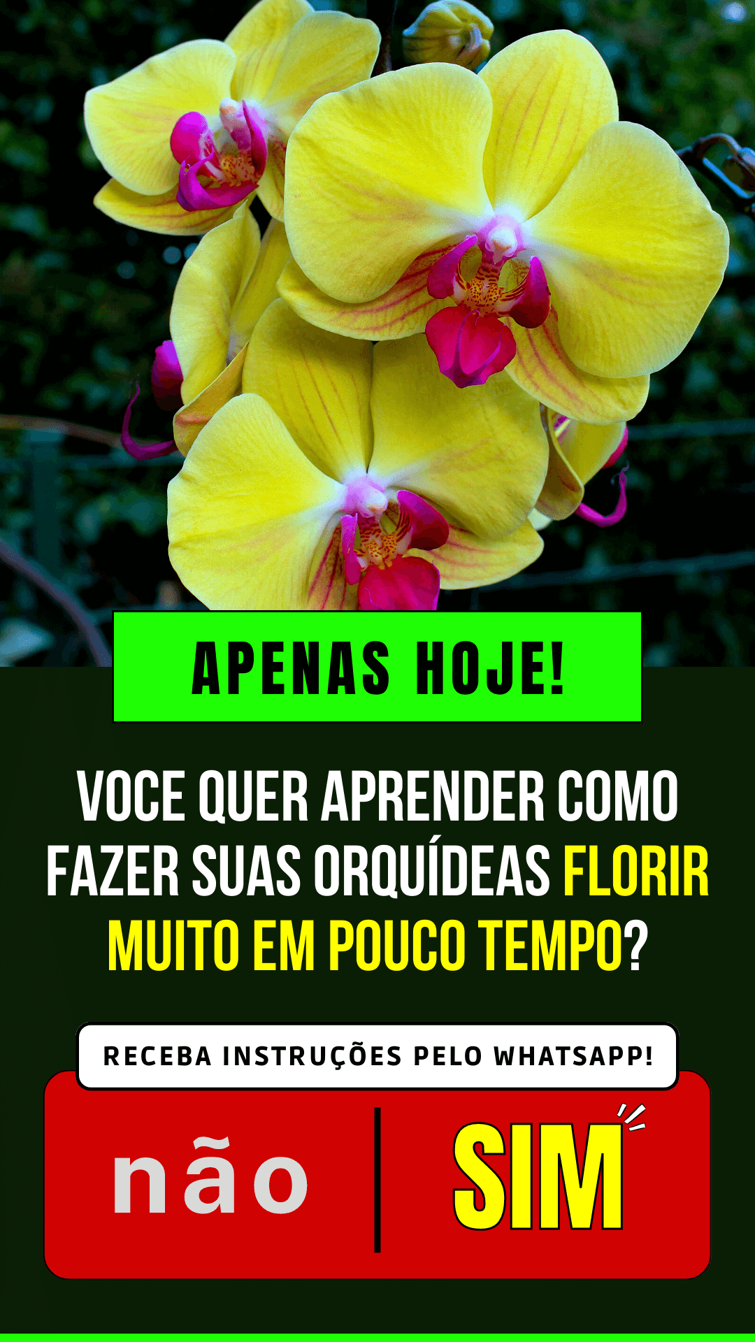 Orquídea Cattleya Esse E O Melhor Adubo Para Fazer Ela Florir