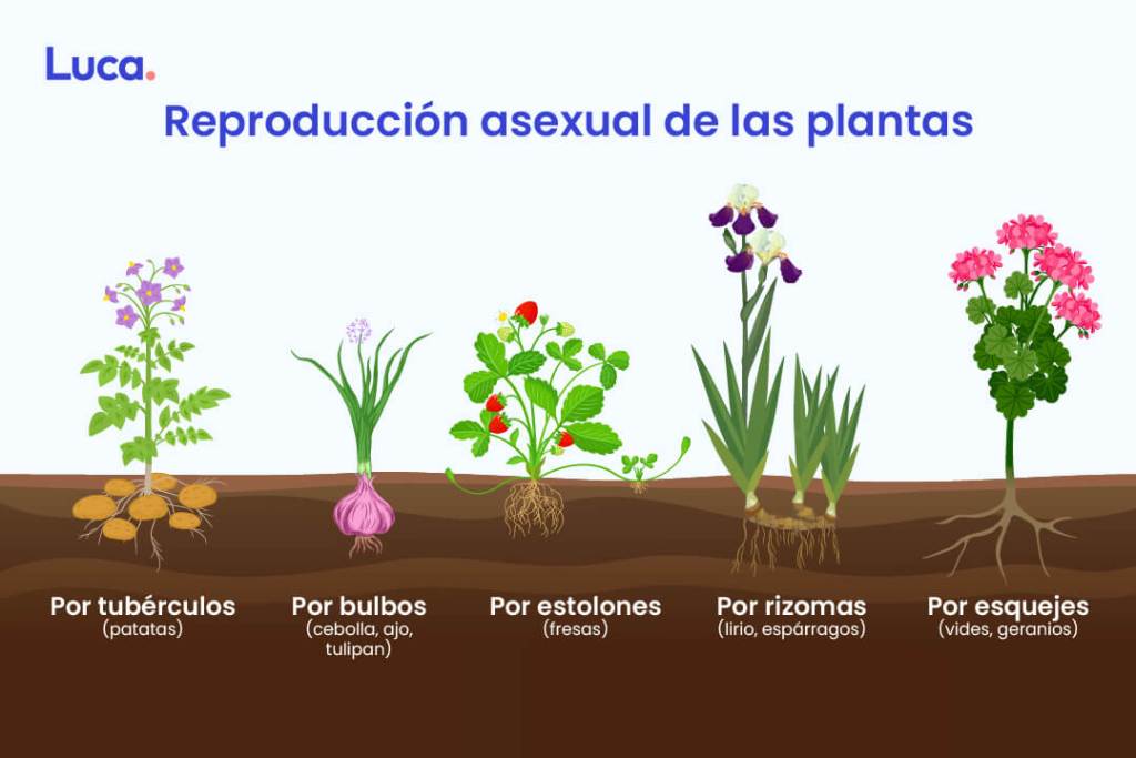 La Reproduccin De Las Plantas