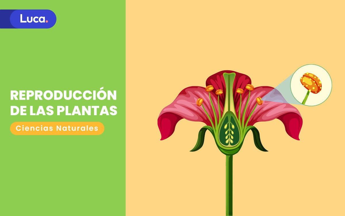 Tipos De Reproducción De Las Plantas Luca