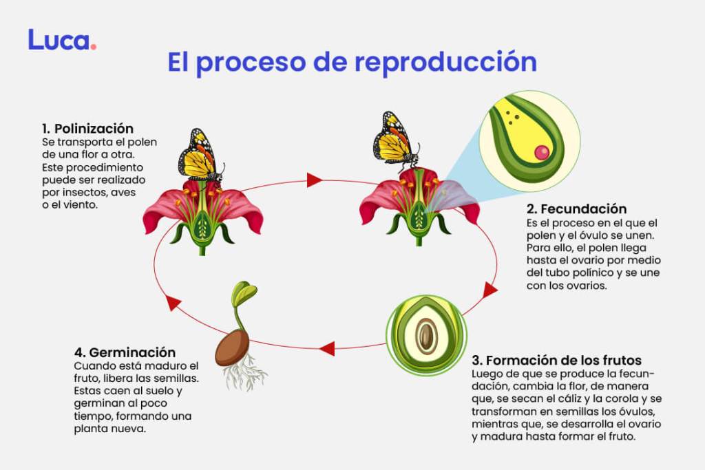 Tipos De Reproducción De Las Plantas Luca