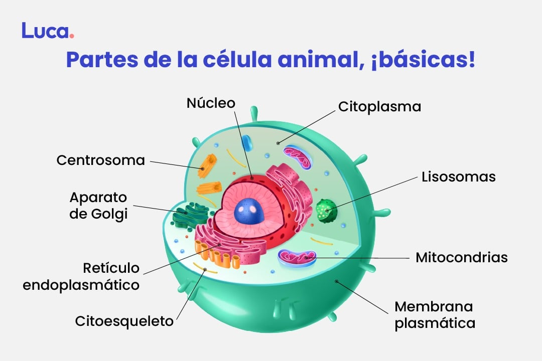 Partes De La Celula Animal Y Sus Funciones Balisto Porn Sex Picture