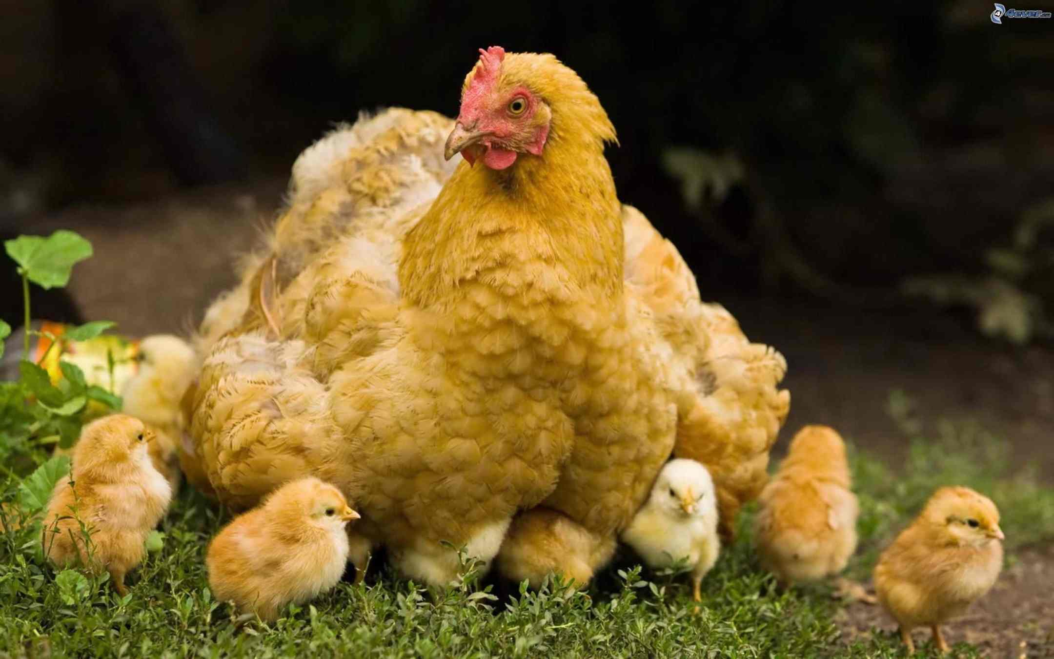 10 Consejos Para Tener Gallinas En Casa