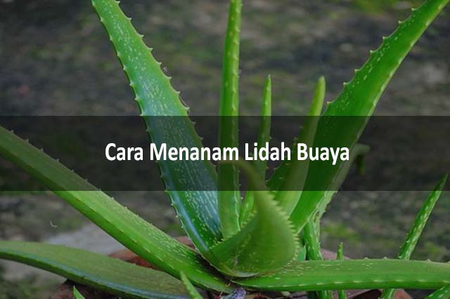 7 Cara Menanam Lidah Buaya Tumbuh Subur Dan Cepat Panen