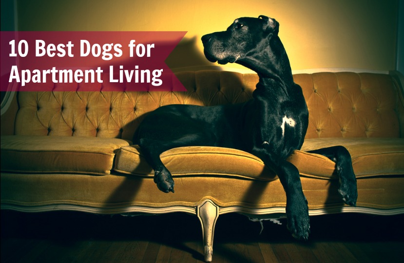 The 10 Best Dogs For Apartment Living