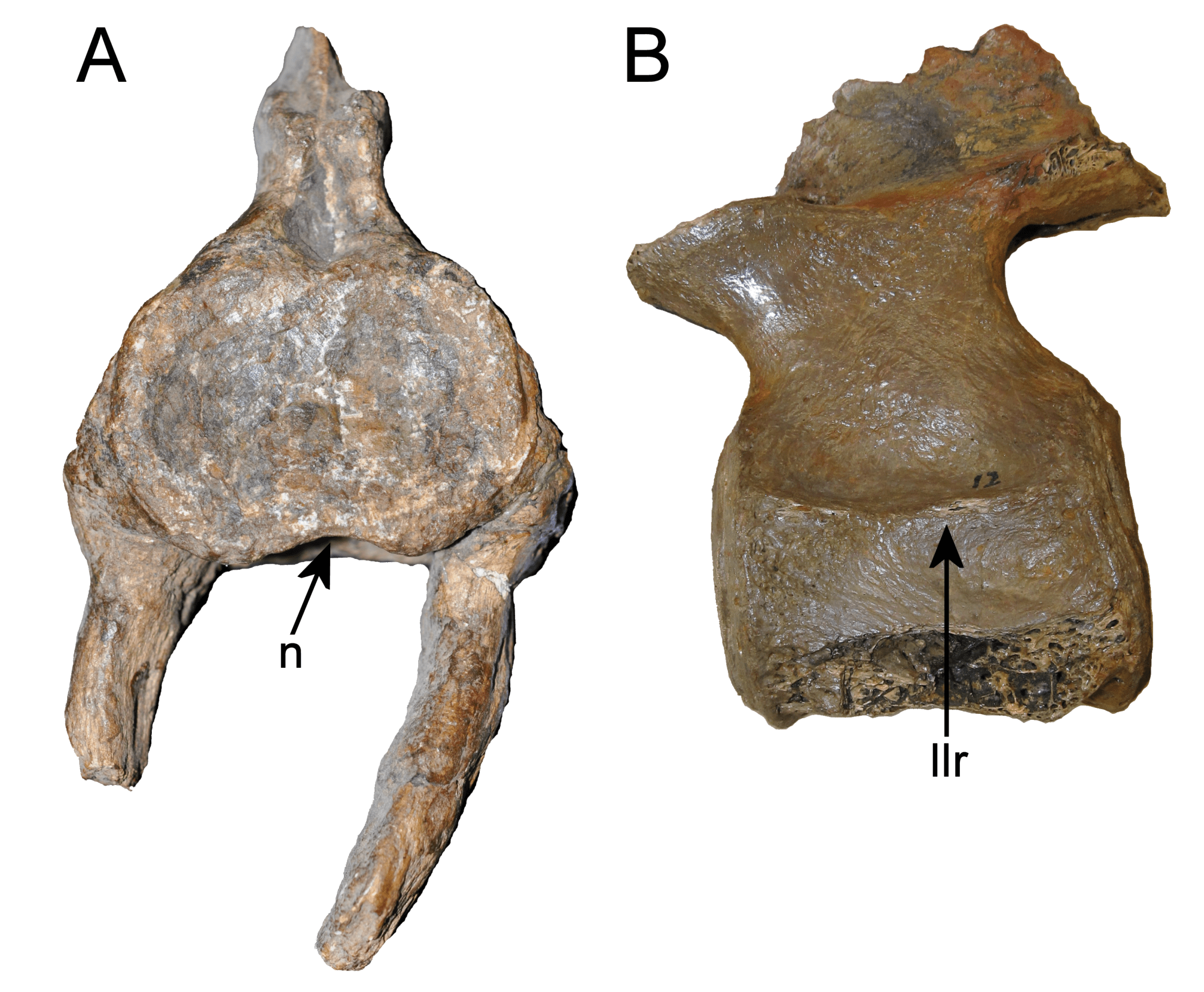 Palaeontology Online Article Fossil Focus Fossil Focus Elasmosaurs