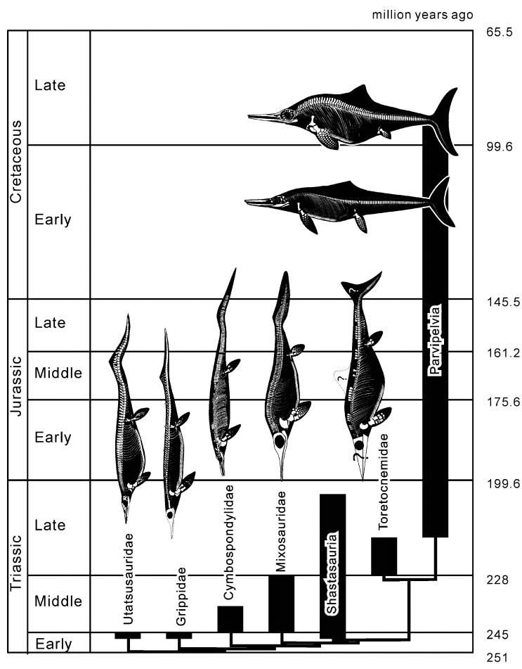 Palaeontology Online Article Fossil Focus Fossil Focus Ichthyosaurs