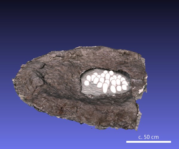 Palaeontology Online Article Fossil Focus Fossil Focus Eggs