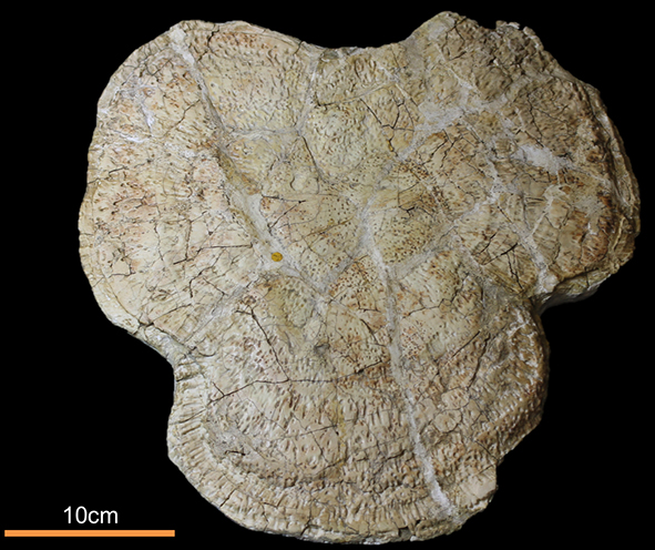 Palaeontology Online Article Fossil Focus Fossil Focus Heterostraci