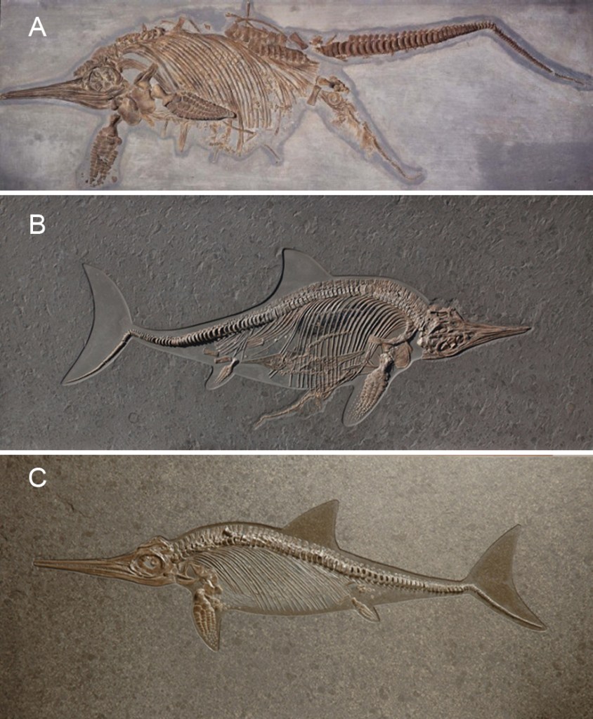 Palaeontology Online Article Fossil Focus Fossil Focus Ichthyosaurs