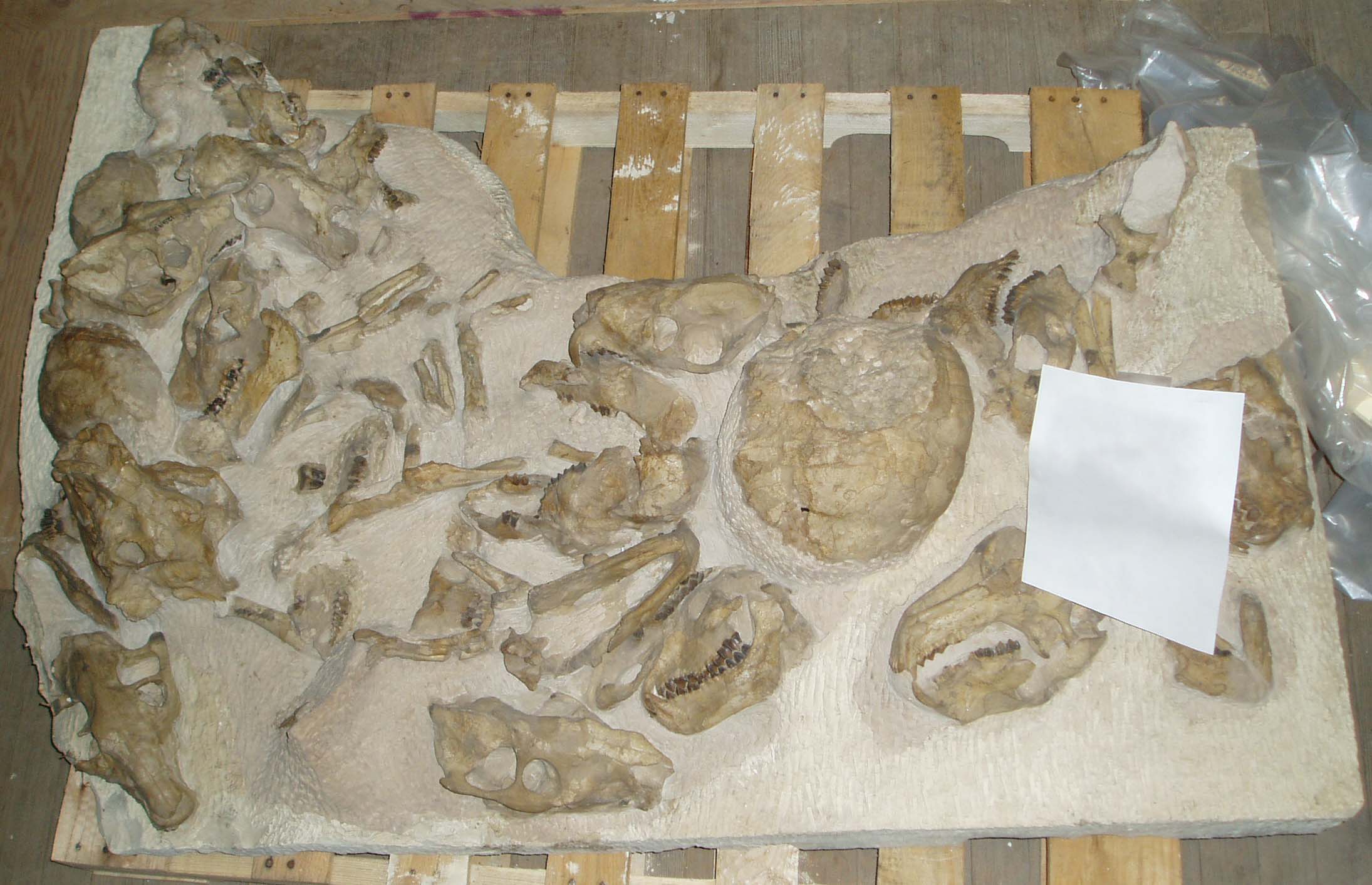 Palaeontology Online Article Fossil Focus Fossil Focus Oreodonts