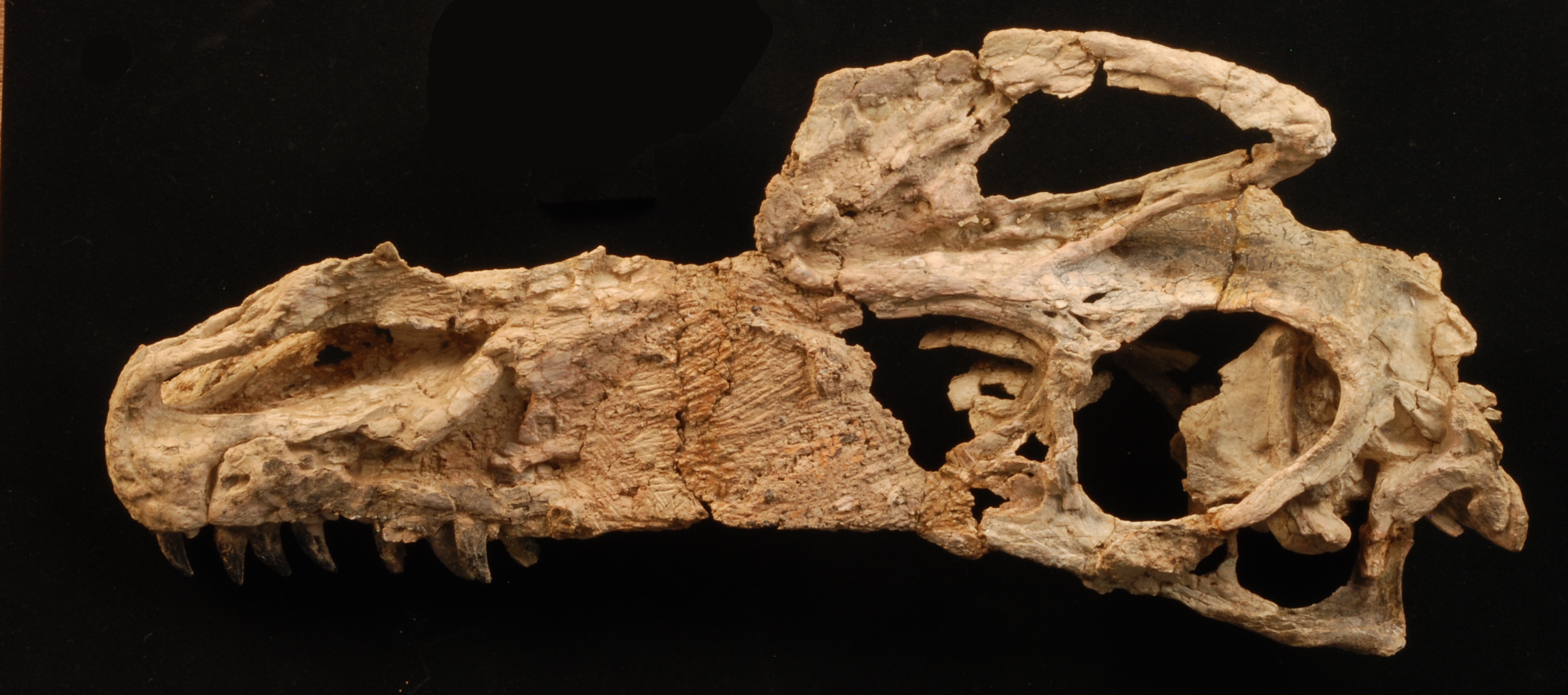 Palaeontology Online Article Fossil Focus Fossil Focus Tyrannosaurs