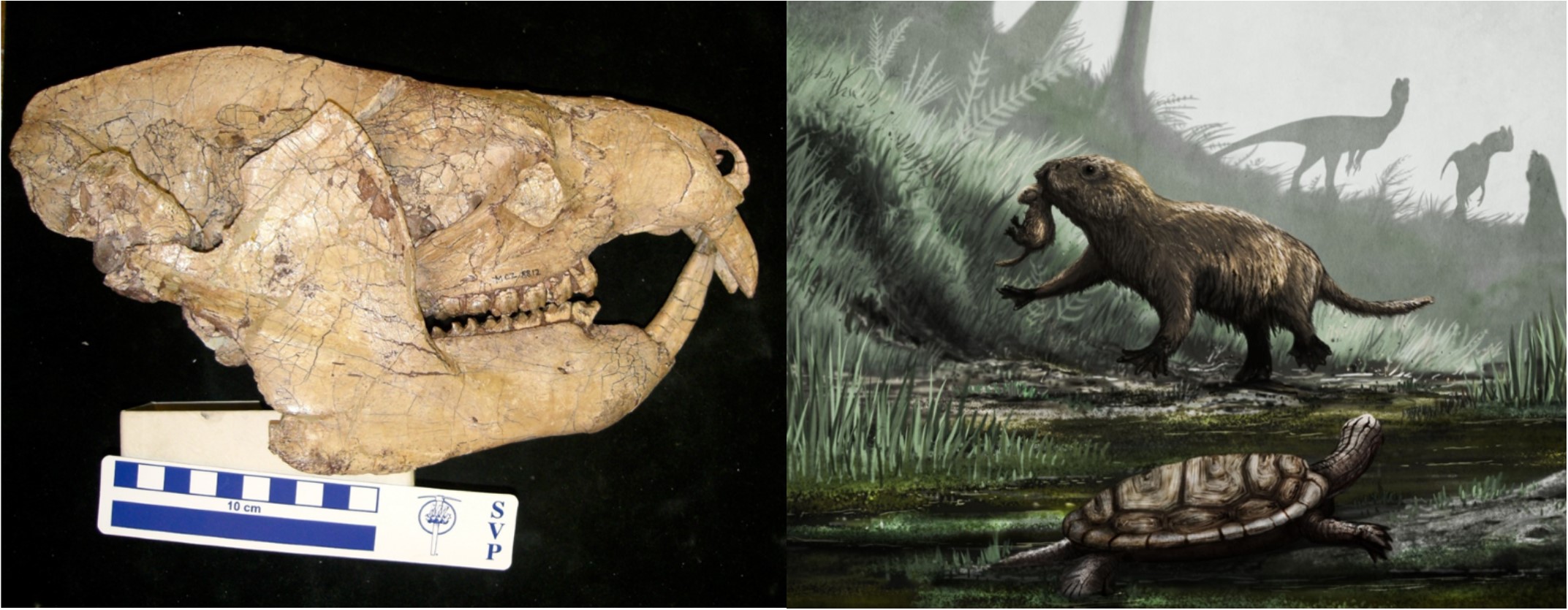 Palaeontology Online Article Fossil Focus Fossil Focus The First