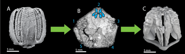 Palaeontology Online Article Fossil Focus Fossil Focus Blastoids