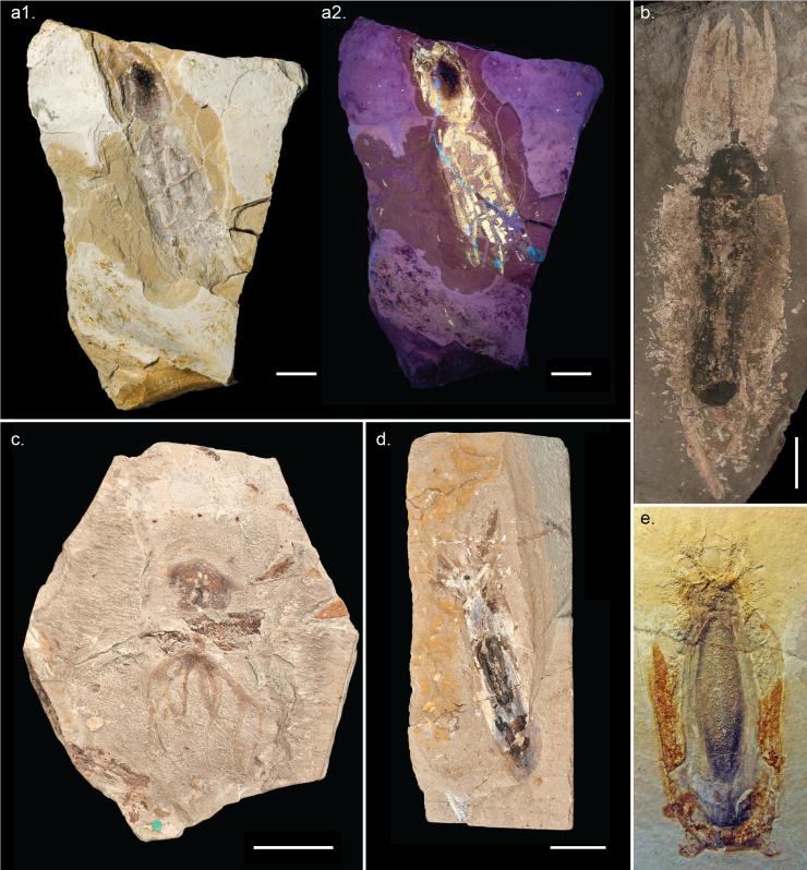 Palaeontology Online Article Fossil Focus Fossil Focus Coleoid