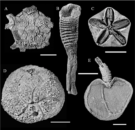 Palaeontology Online Article Fossil Focus Fossil Focus Diploporitans