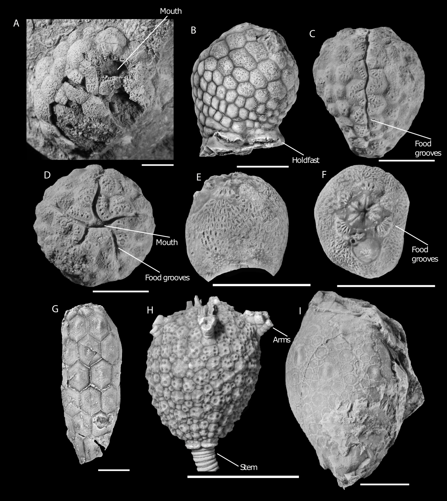 Palaeontology Online Article Fossil Focus Fossil Focus Diploporitans