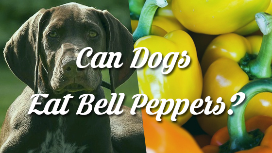 10 Can Dogs Eat Raw Peppers Home