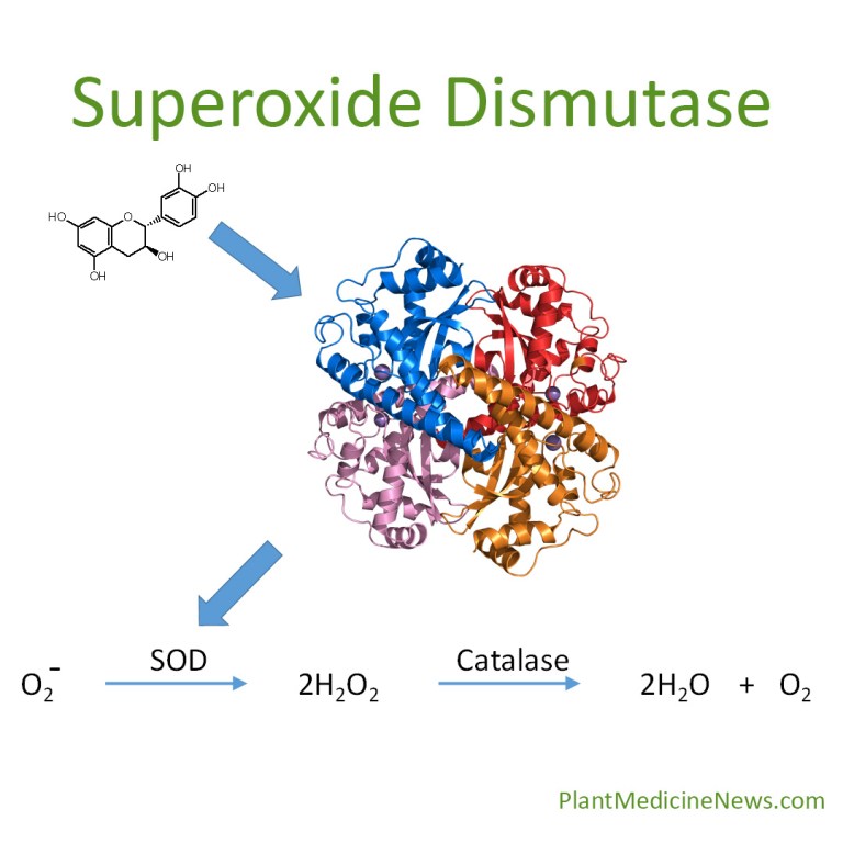 What Is Superoxide Dismutase Plant Medicine News