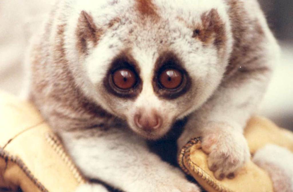 Bengal Slow Loris Profile Description Diet Habitat Traits