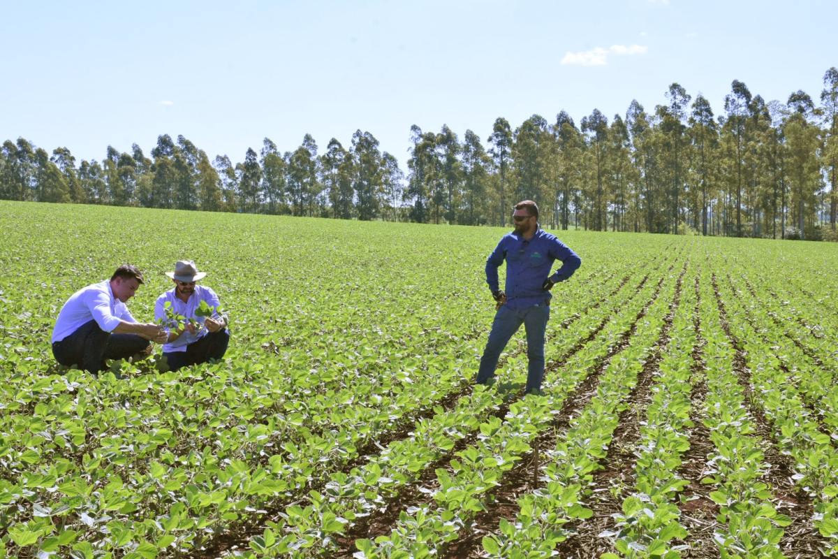 Soja 2223 En Sudamérica Estiman Récord De Superficie Productiva