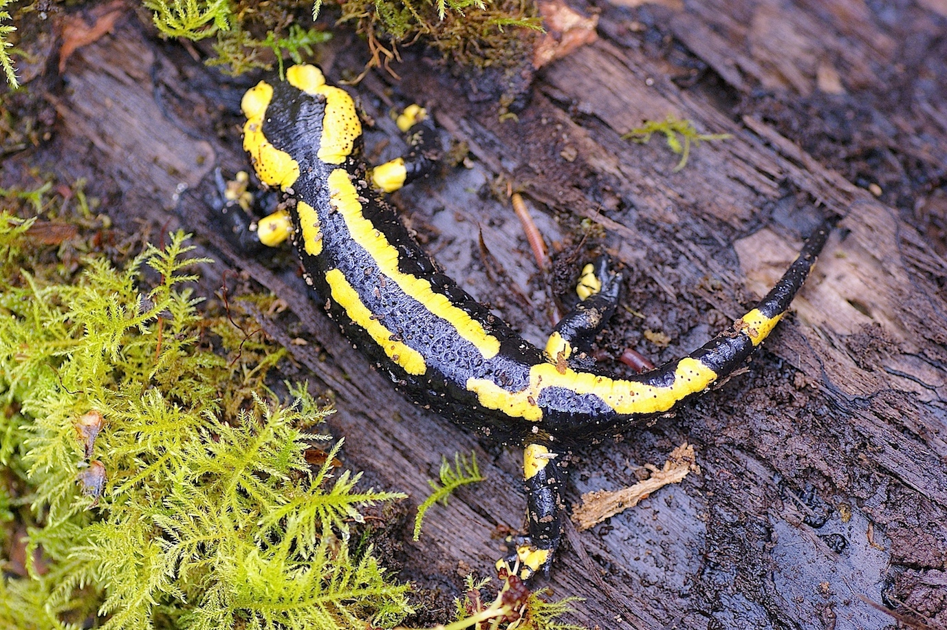 La Salamandre Tachetée Quel Est Cet Animal