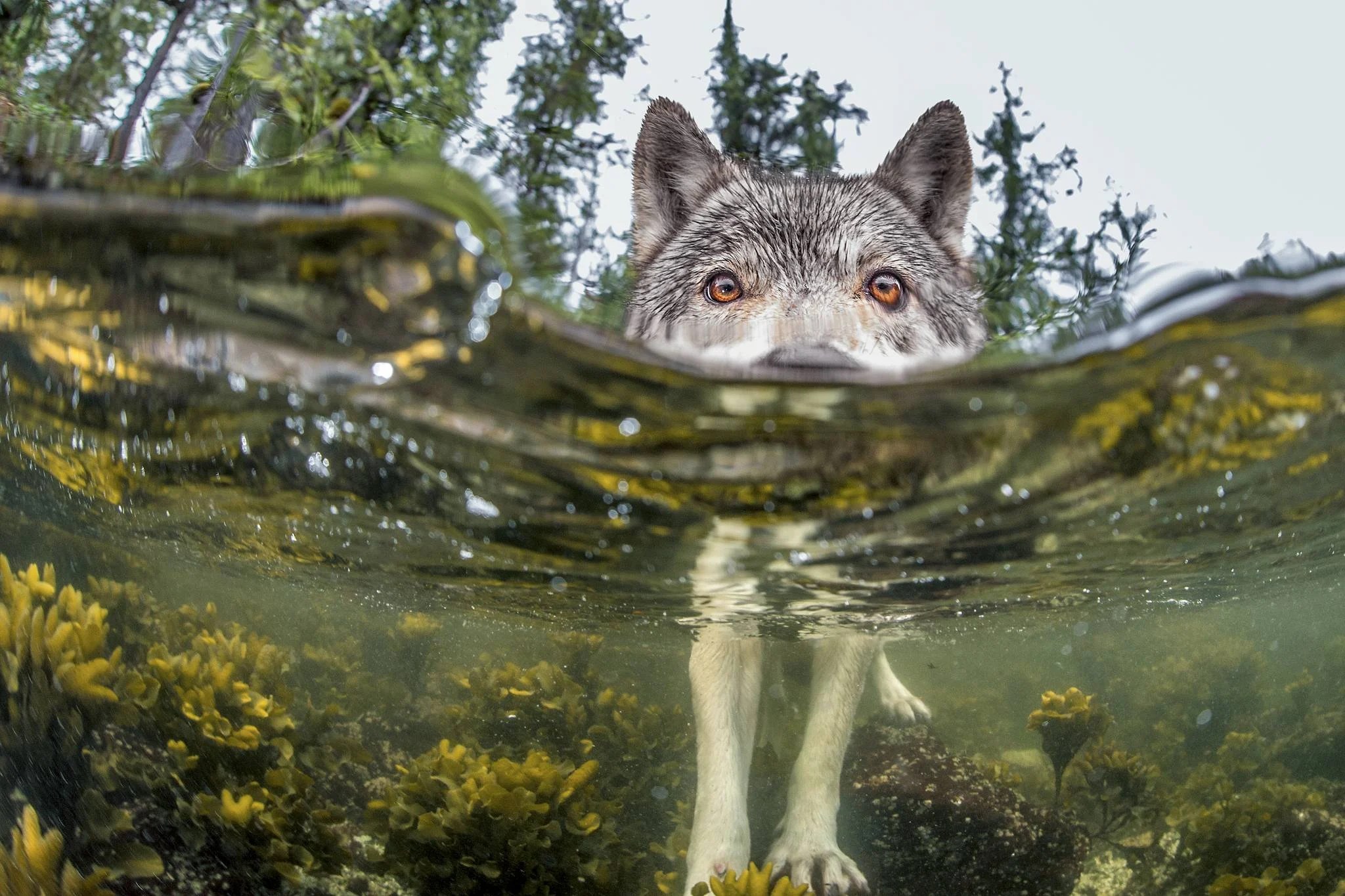 Las 20 Mejores Fotografías De National Geographic Tomadas Durante El