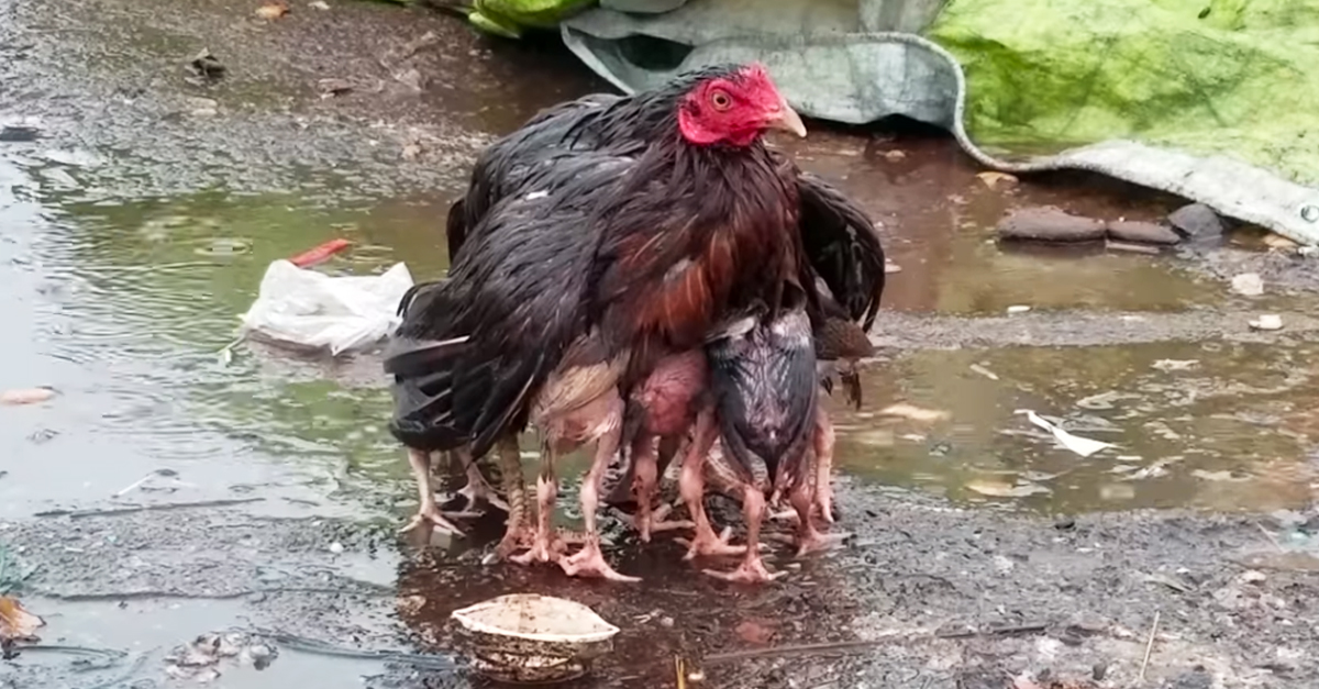 Dibujo Mama Gallina Y Sus Pollitos Dibujo De Gallina Y Pollitos