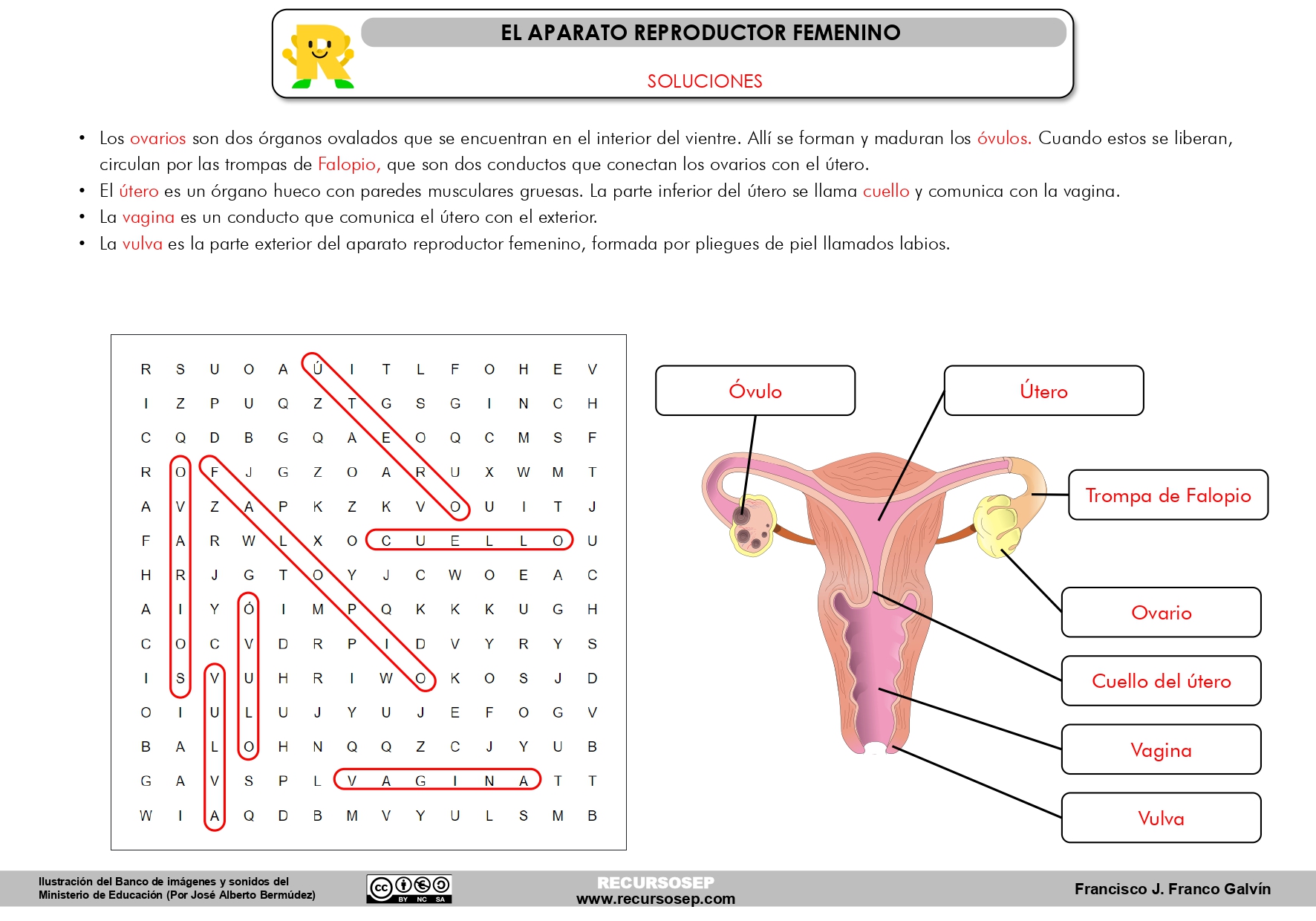 Aparato Reproductor Femenino Sopa De Letras Ilustración Y Texto