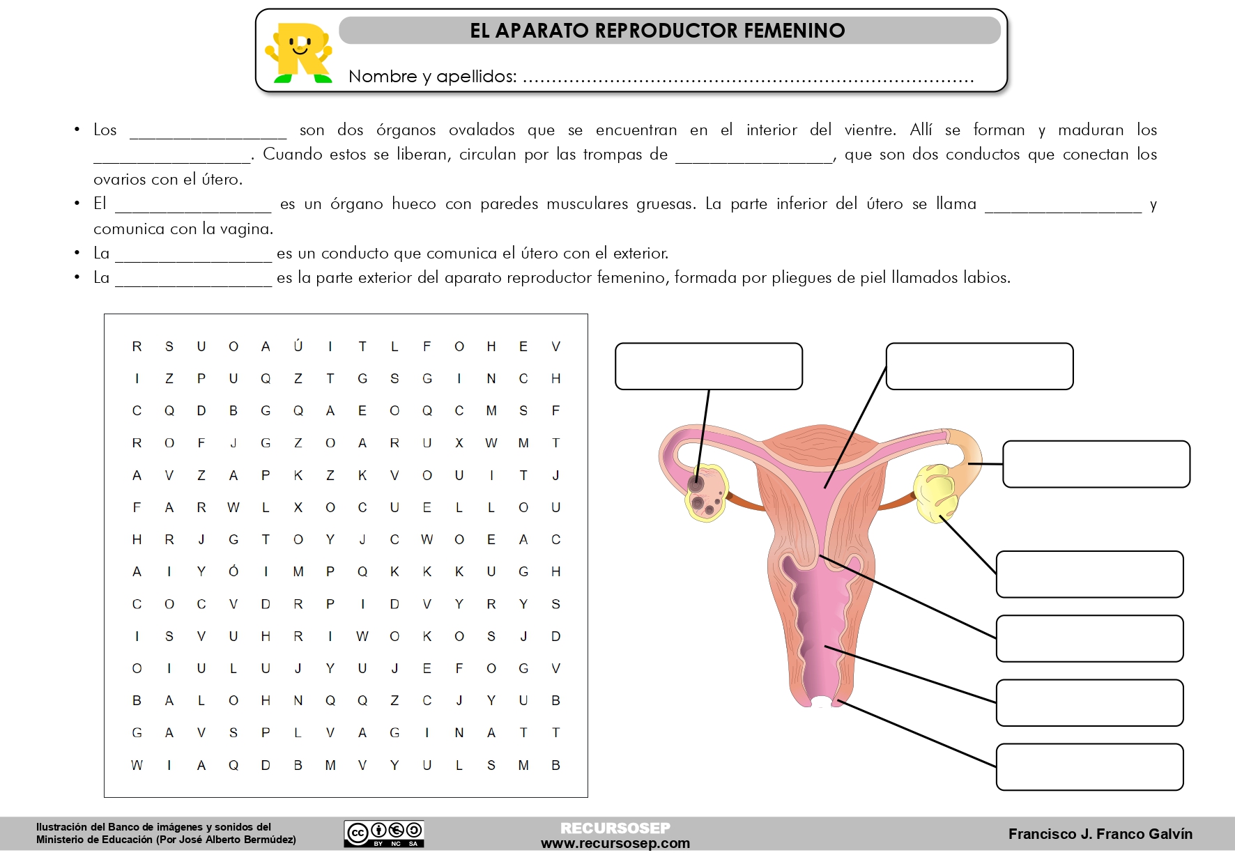 Aparato Reproductor Femenino Sopa Letras Recursoseppage 0001