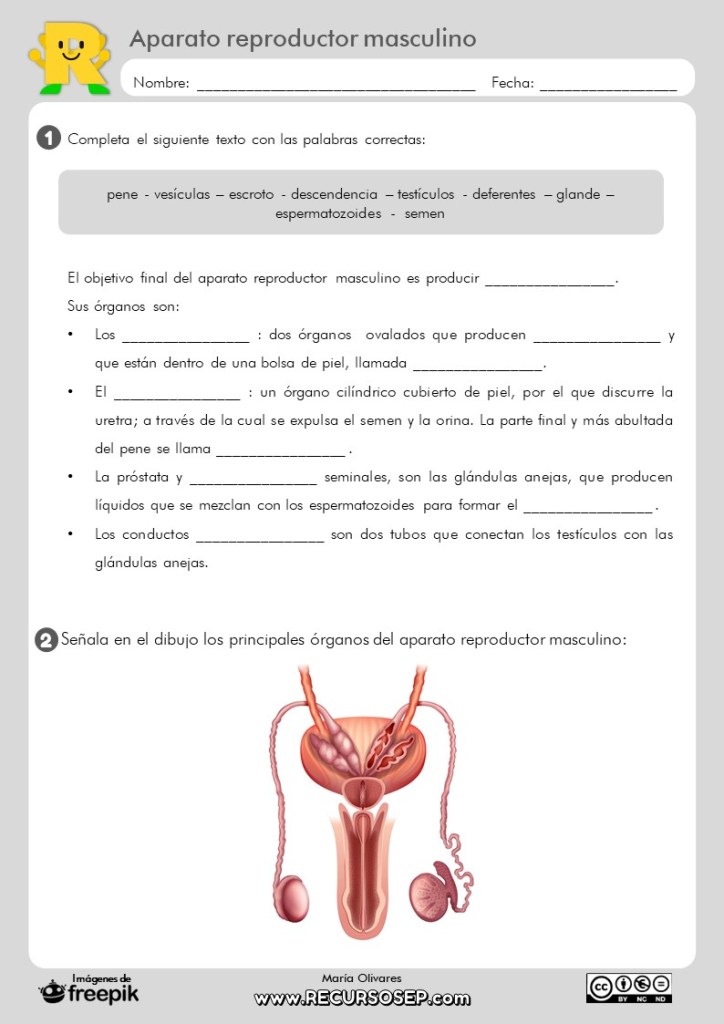 Ficha Aparato Reproductor Masculino