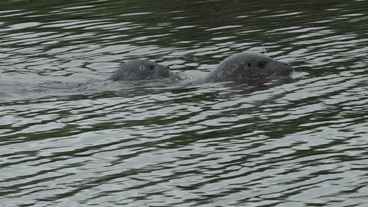 Zeehond Met Pup In Water Boatex Video Regio Noordkop