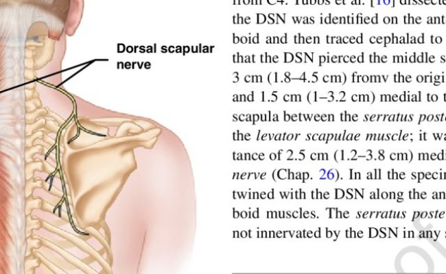 Anatomy Of Dorsal Scapular Nerve Orthopaedicprinciples Otosection