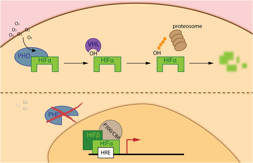 Explain Glycolysis With Schematic Representation Wiring Core