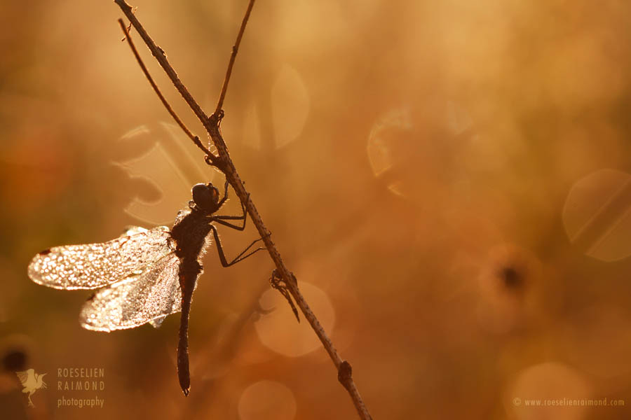 Narcissus Ii Roeselien Raimond Nature Photography