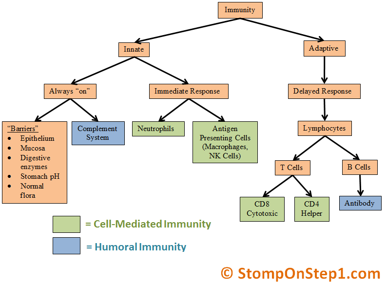 Introduction To Immunology Stomp On Step1