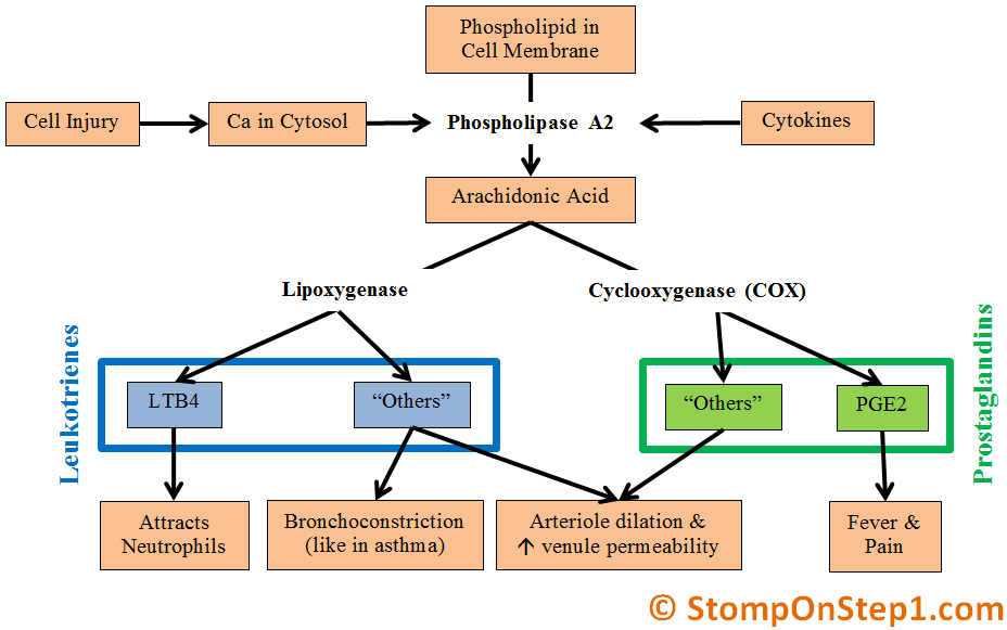 Acute Inflammation Part 2 Cytokines And Leukocyte Extravasation