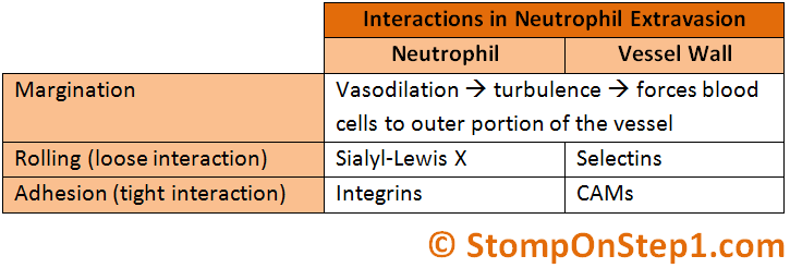 Acute Inflammation Part 2 Cytokines And Leukocyte Extravasation