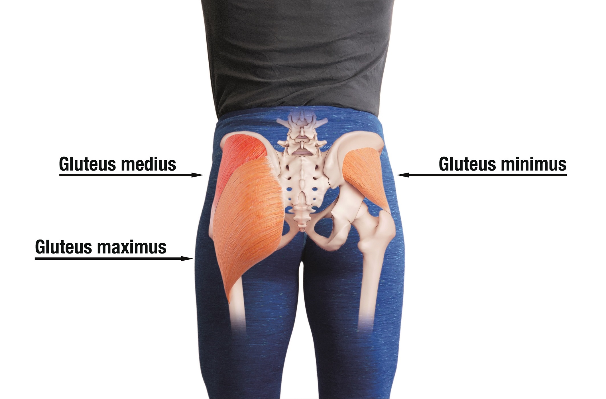 Living Fit The Ultimate Guide To Growing Your Glutes