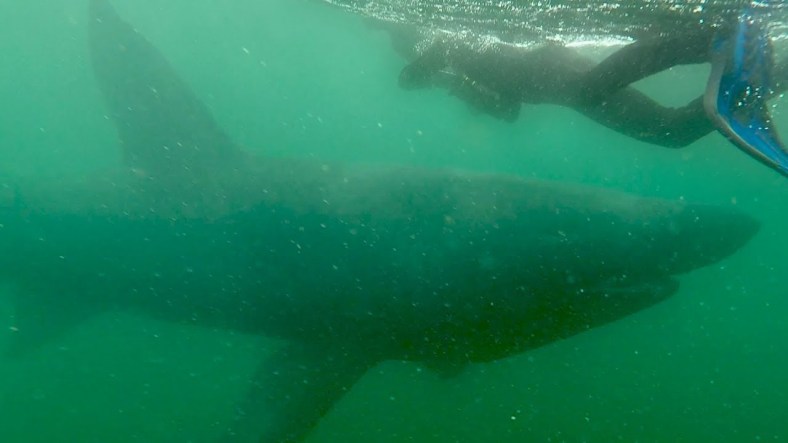 Swimming With Basking Sharks Documentary Swimmers Daily