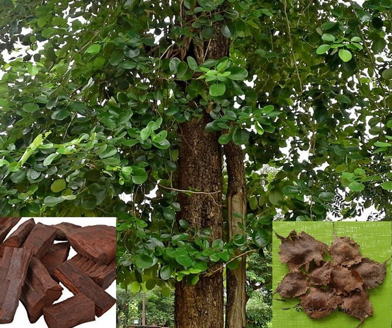 Original Red Sandalwood Tree All Bangladesh Delivery