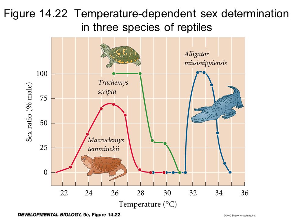 Study Shows How Temperature Determines Sex In Alligators Social News Xyz