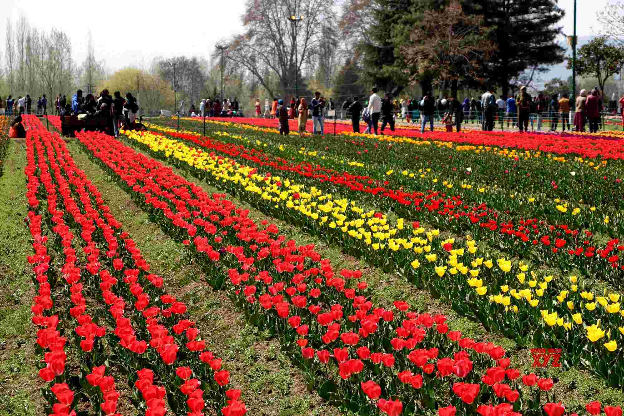 Srinagars Tulip Garden Opens For Visitors Social News Xyz