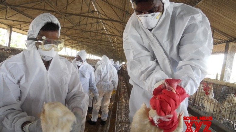 Bird Flu Detected In Odisha Culling Ordered Social News Xyz