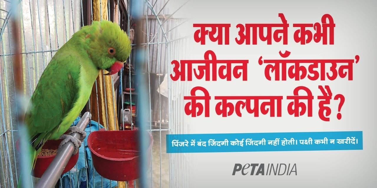 Peta Billboards To Spread Message Of Freeing Caged Birds Social News Xyz