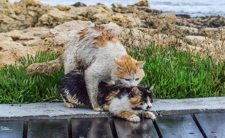 My Cats Are Mating With Each Other What Should I Do About It