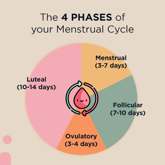 The Four Phases Of Your Menstrual Cycle How To Track Them