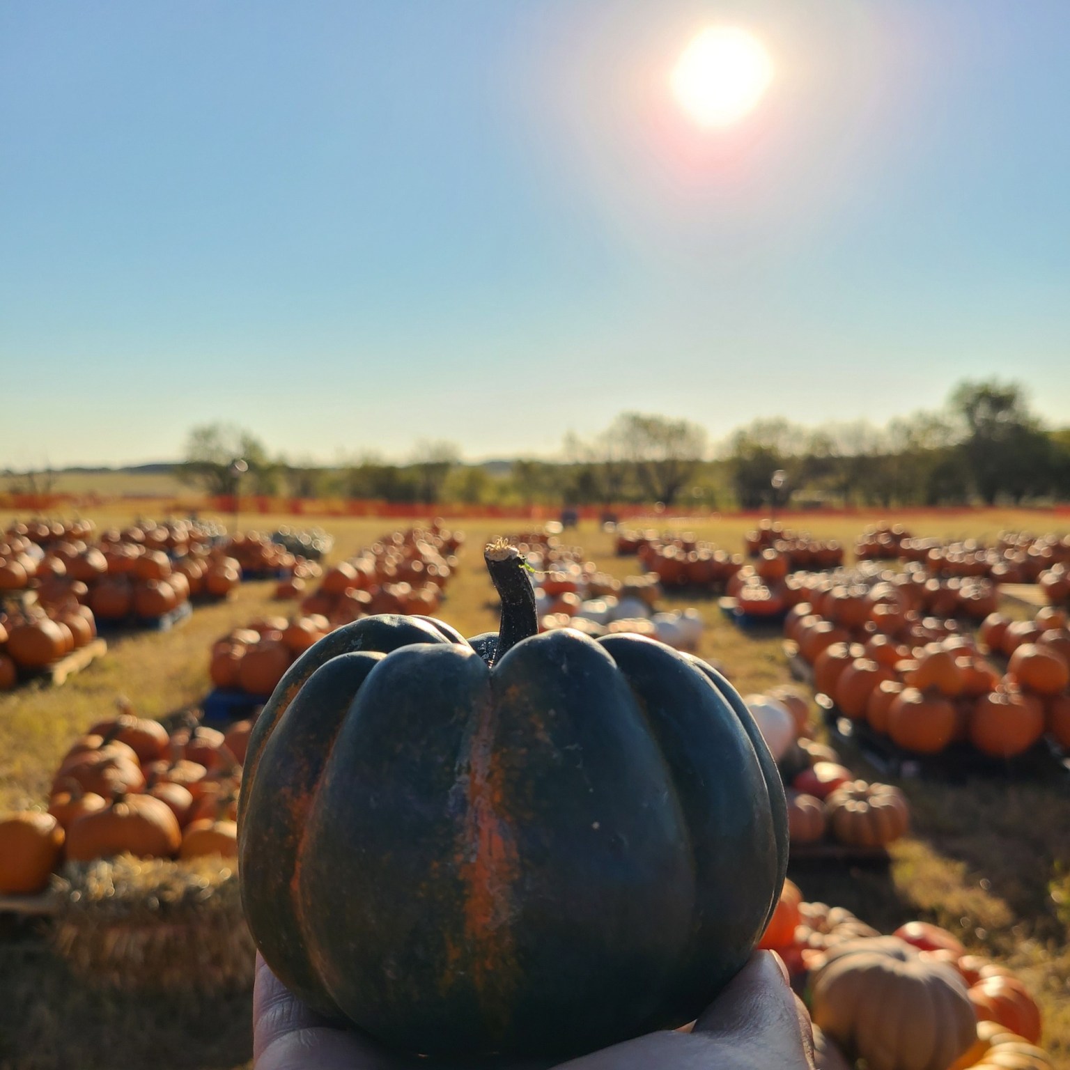 The Best Pumpkin Patches In Dallas Fort Worth Dallas Socials