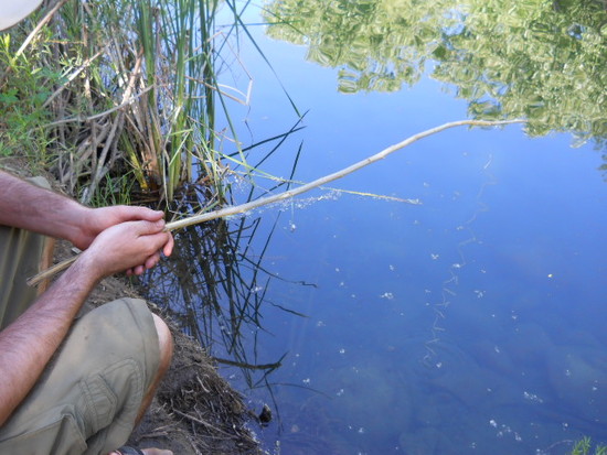 Survival Fishing Making A Primitive Fish Trap The Prepper Journal