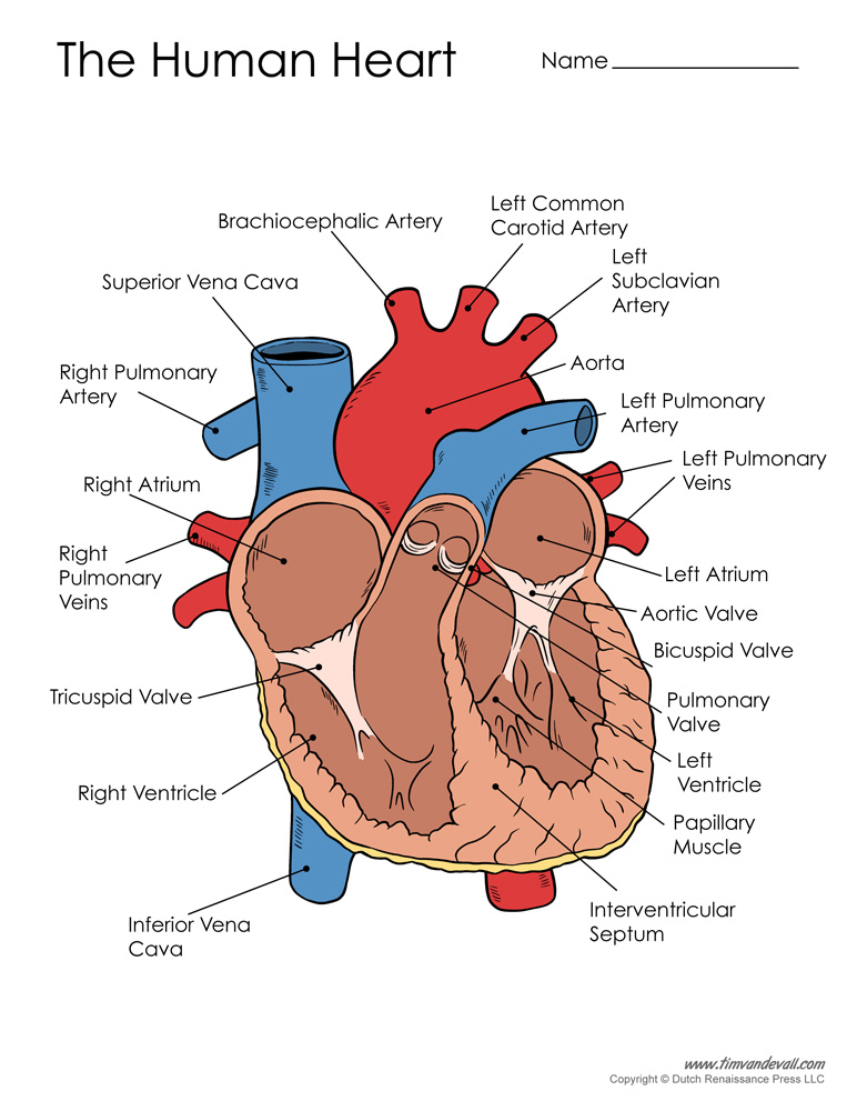 Human Heart Diagram Tims Printables