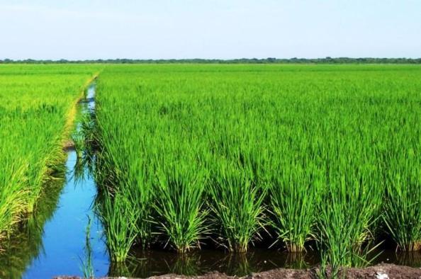 Como Cultivar Arroz Todo Sobre Agricultura